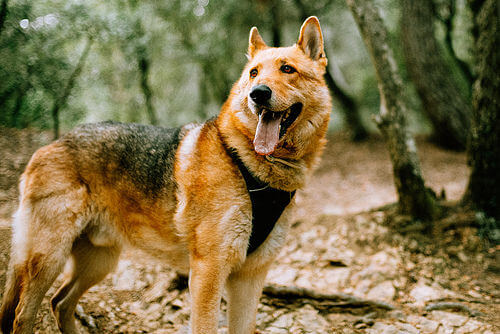 Astuces pour calmer un chien effrayé par les bruits - Mes Animaux