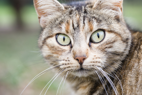 Curiosités sur les yeux des chats - My Animals