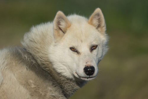 Le Chien du Groenland - My Animals