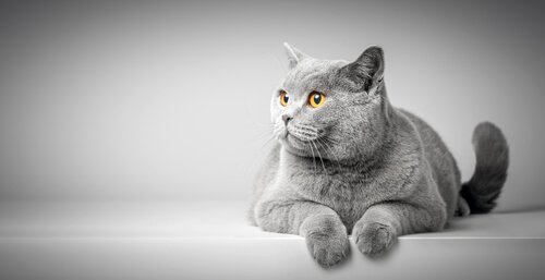 Le langage corporel des chats - My Animals