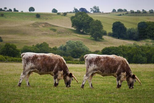 Animaux transgéniques : définition et caractéristiques - My Animals