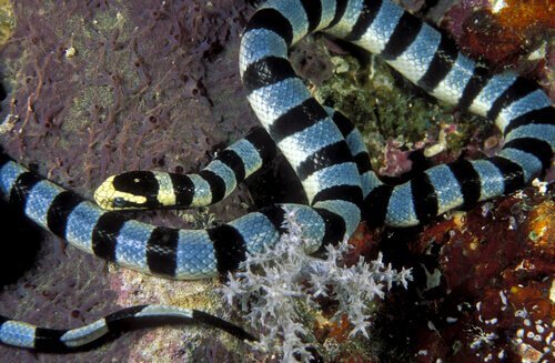 Les serpents marins, l'une des espèces les plus venimeuses au monde ...