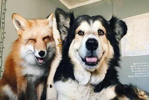 Juniper et Moose, le renard et le chien devenus amis - My Animals