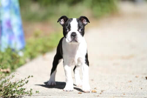 Strabisme chez le chien : causes et traitements - My Animals