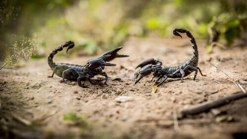 Les scorpions : 8 données que vous devez connaître - My Animals