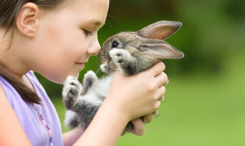 Les meilleures races de lapins domestiques - My Animals