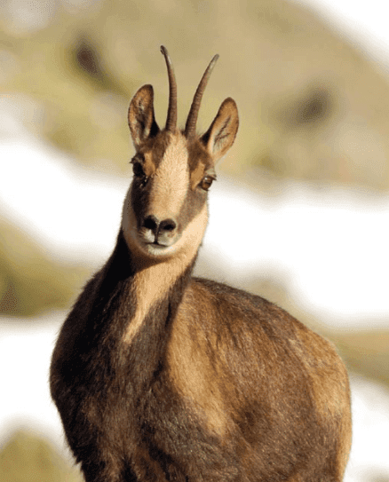 L'isard, le chamois des Pyrénées - Mes Animaux
