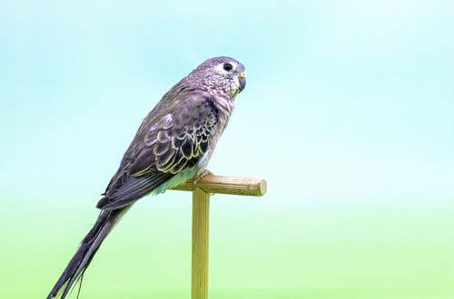 La perruche de Bourke : habitat et alimentation - My Animals