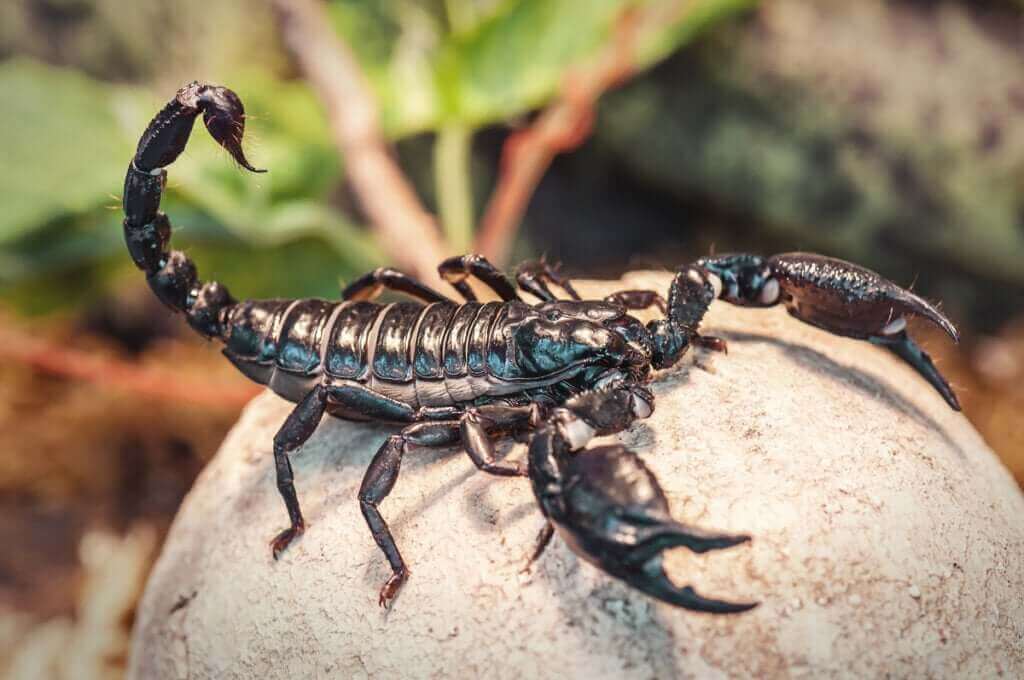 Quatre types de scorpion caractéristiques - My Animals