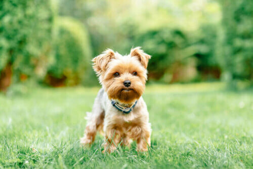 4 problèmes de santé chez les races de petits chiens - My Animals