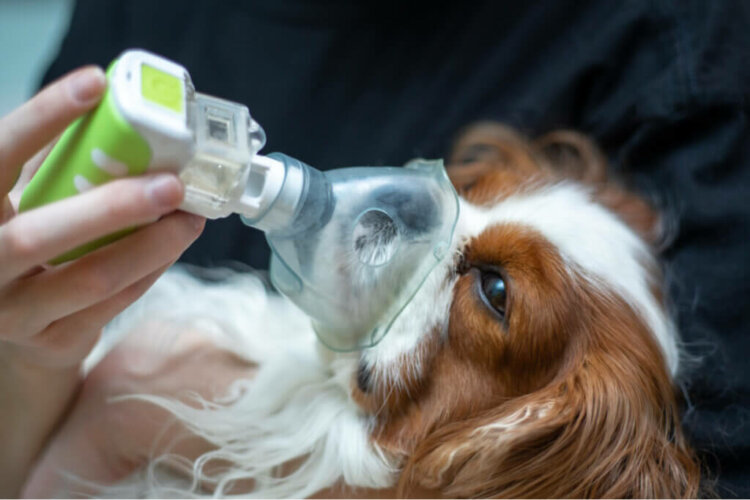 Comment traiter l'œdème pulmonaire chez le chien ? - My Animals