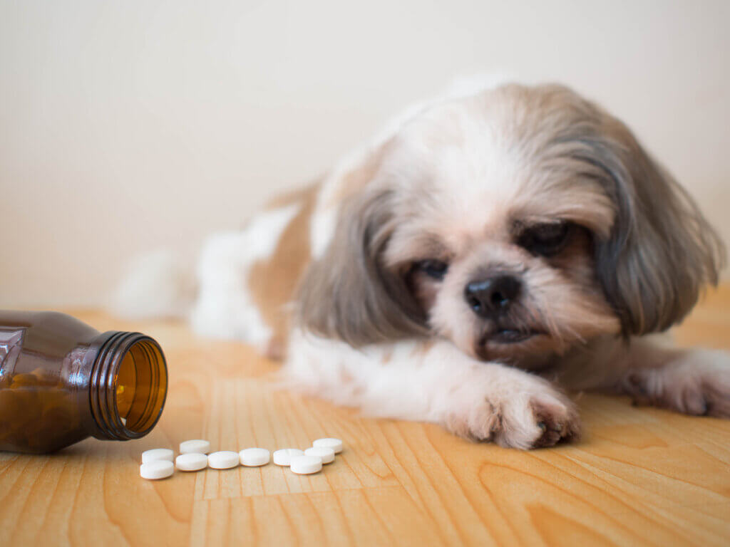 Tramadol pour chiens : utilisations et effets secondaires